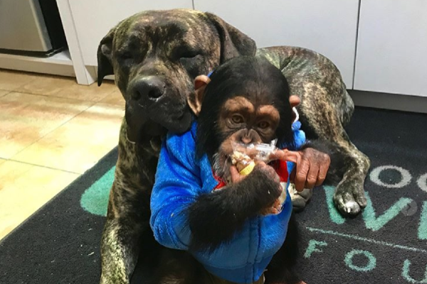 Cuteness OVERLOAD: This dog and chimpanzee are best pals