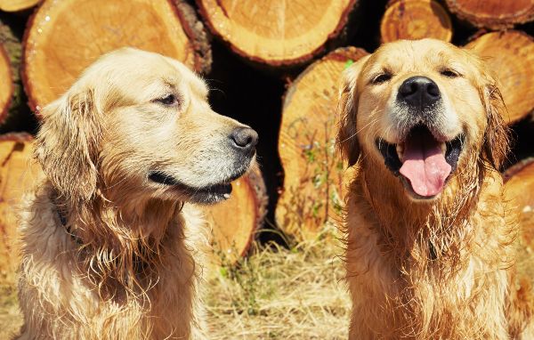 This adorable dog meets her doppelganger and what happens next...